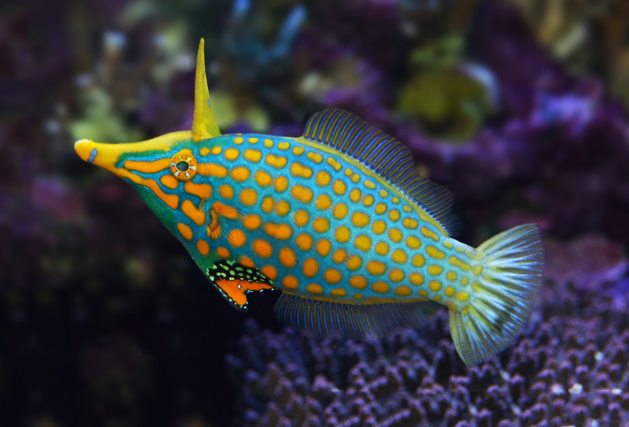 Orange Spotted Filefish