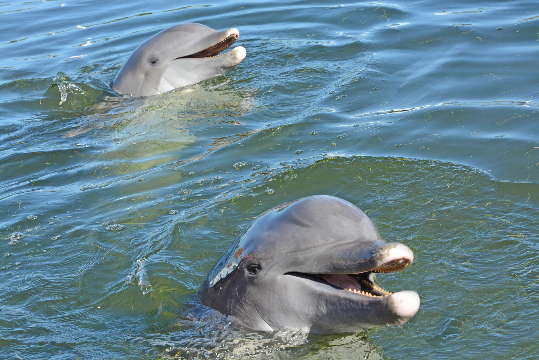 Bottlenose Dolphin Hunting