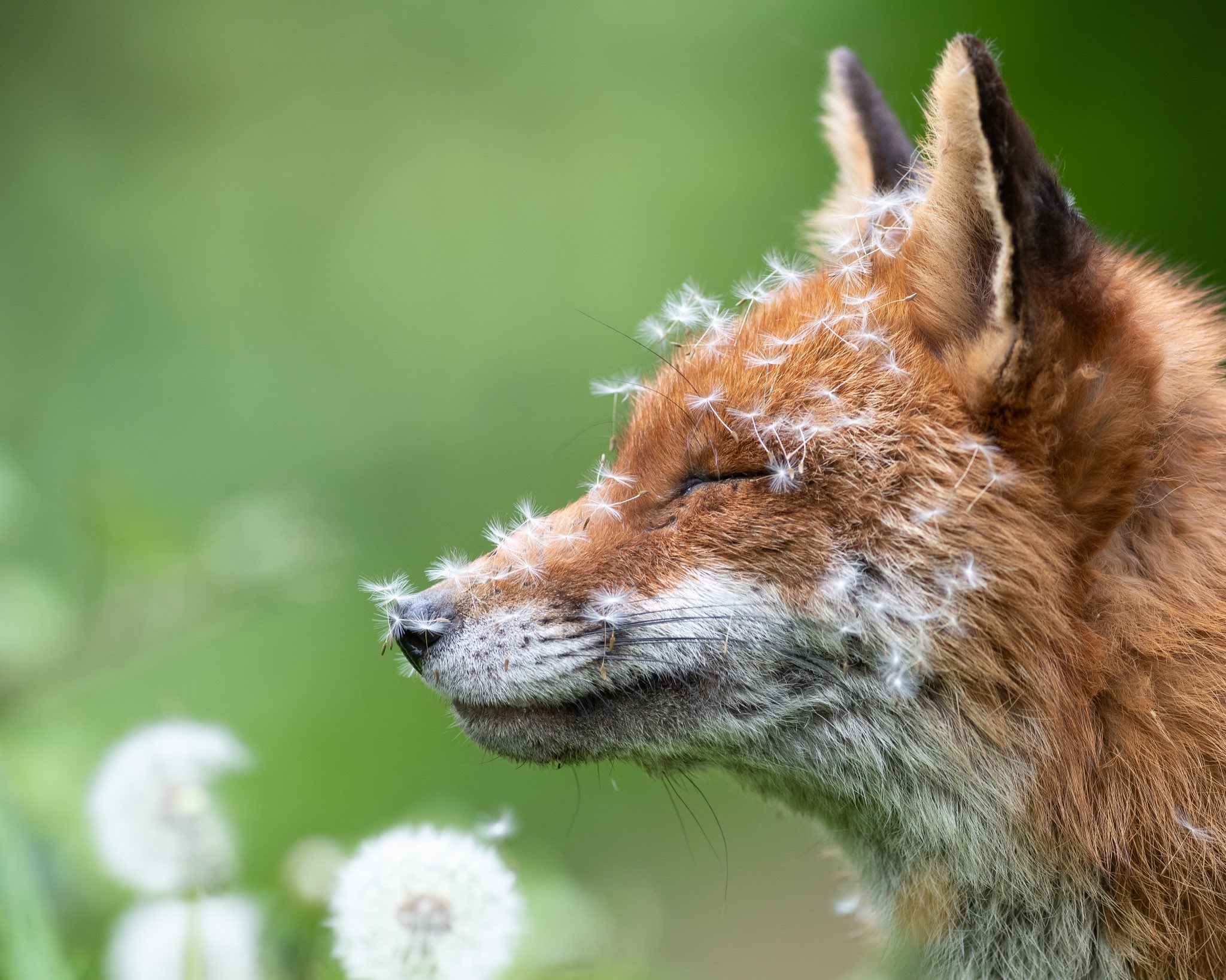 Fox Face Side