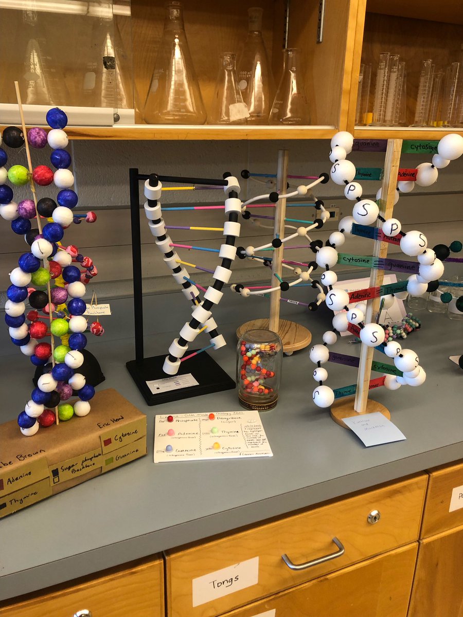 Dna Model Projects For High School