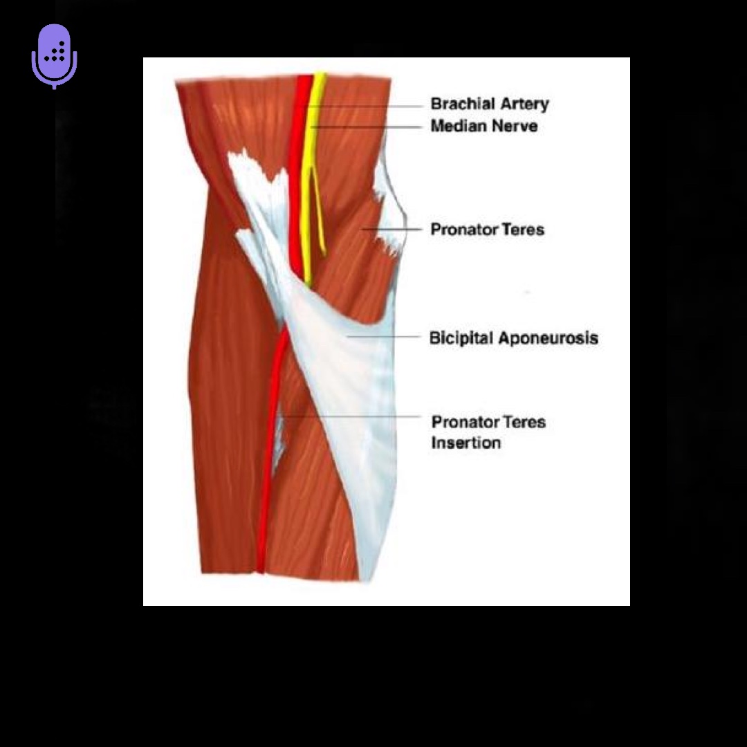 Pronator Teres Median Nerve