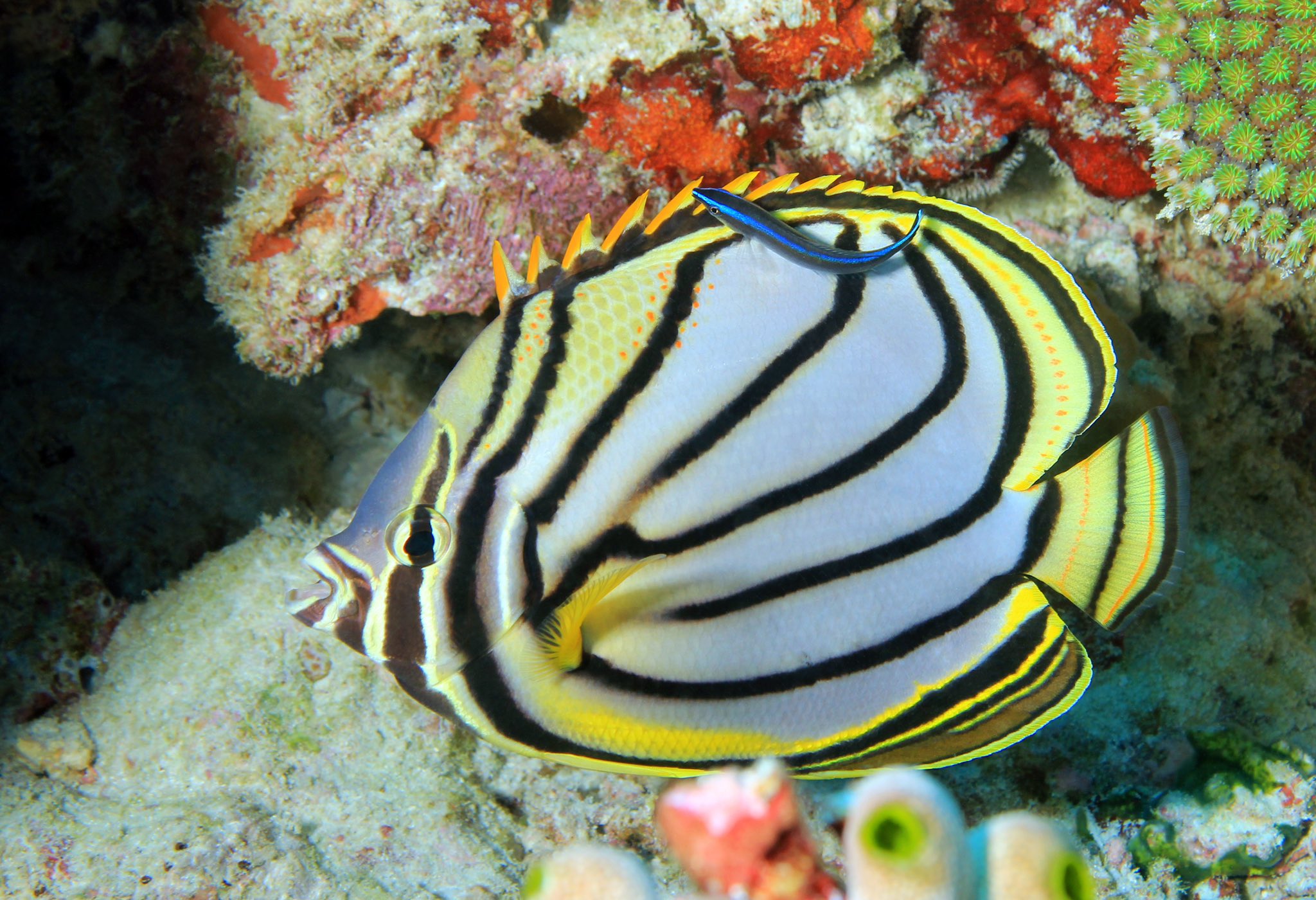 Meyers Butterflyfish