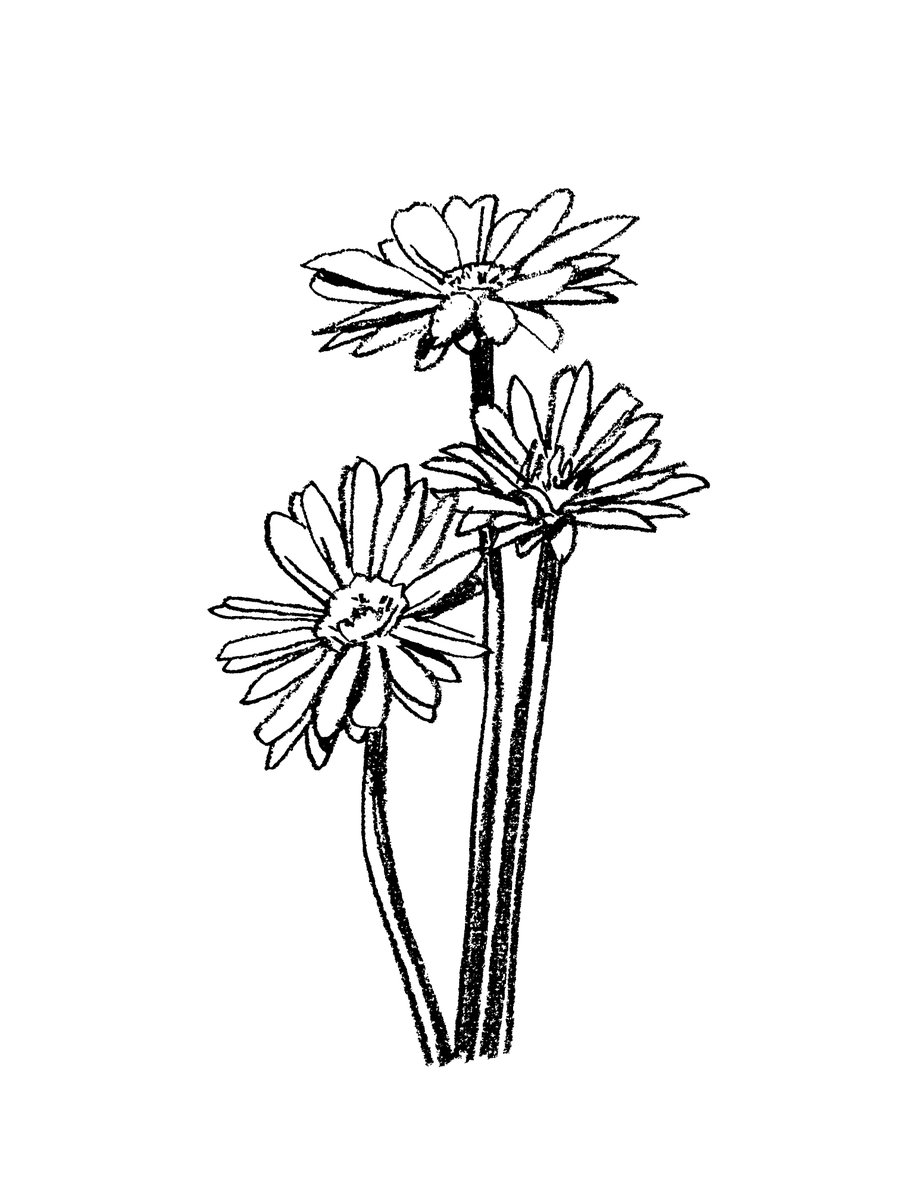 「良い鳥 」koki tsubomoto | 坪本幸樹の漫画