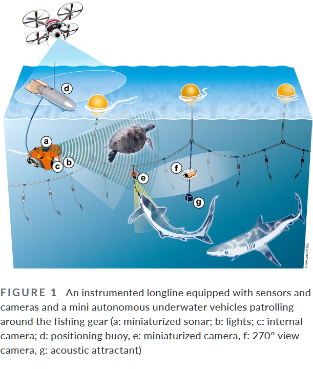 Long Line Fishing Bycatch