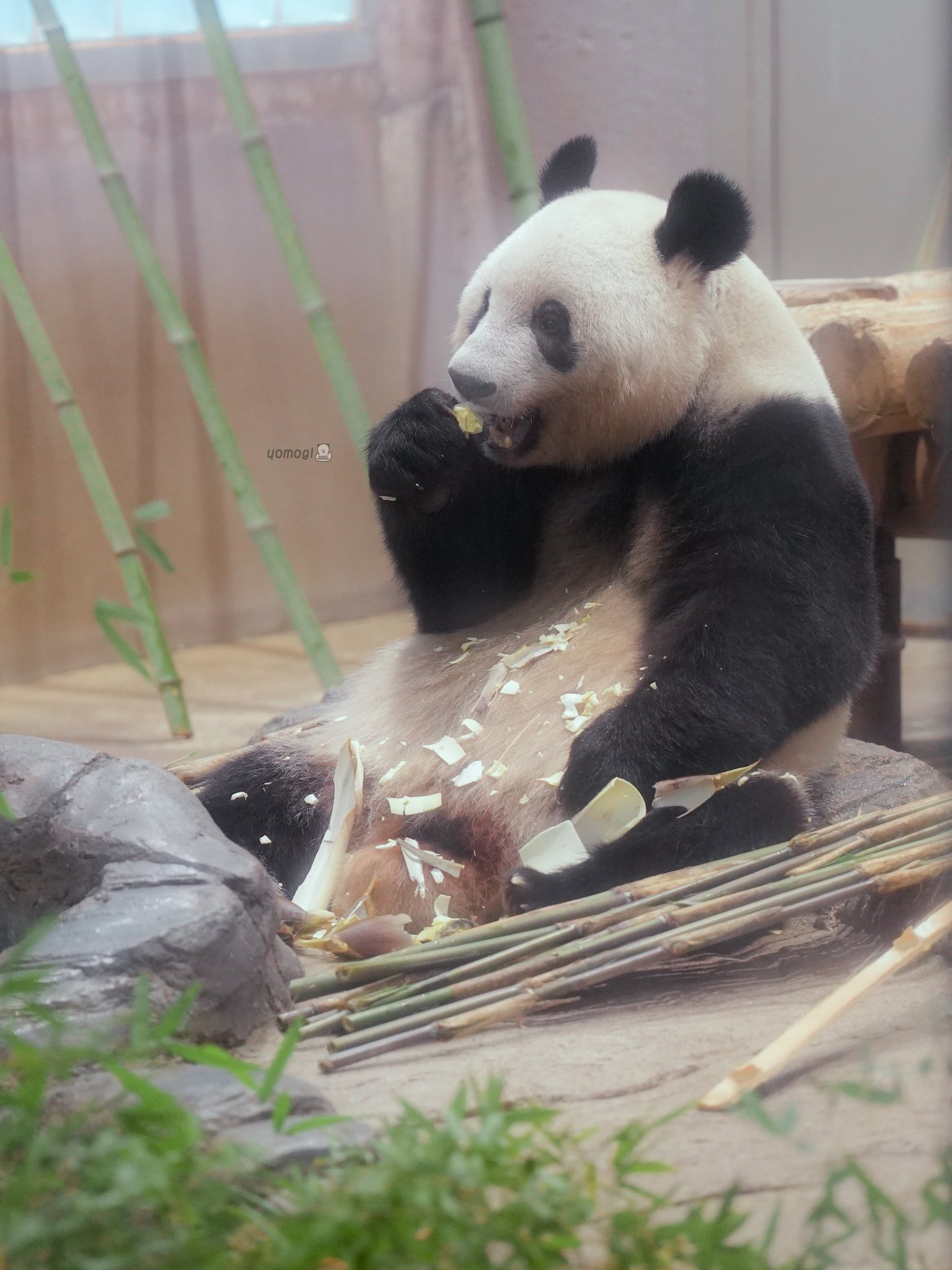 よもぎもち on Twitter: "最後のひとくち😋 📷️2022.05.02 #上野動物園 #シャンシャン #香香 #xiangxiang #panda https://t.co ...
