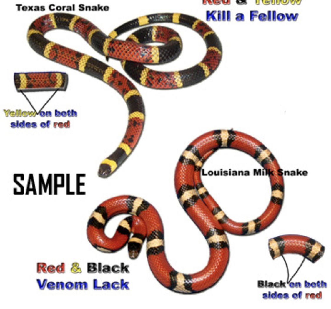 Scarlet Snake Vs Coral Snake