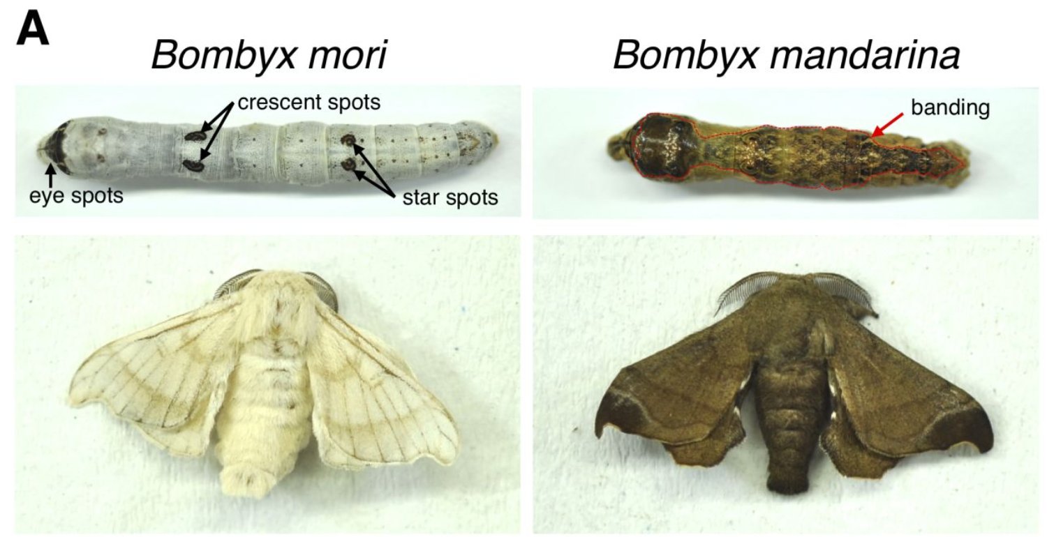 Bombyx Mori Larvae