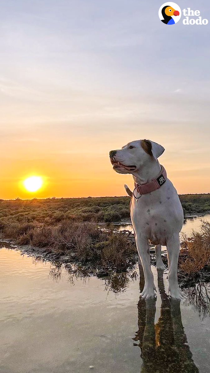 Rescue pittie who could barely sit up comes to life when she meets a ...