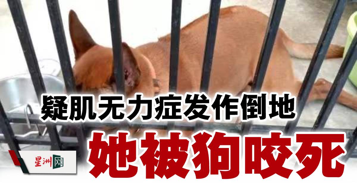 Sin Chew Daily 星洲日報 On Twitter 初步确认死者脖子有被狗狗咬伤的3 4处伤痕,警方还发现一隻雄性狗狗,正躺在