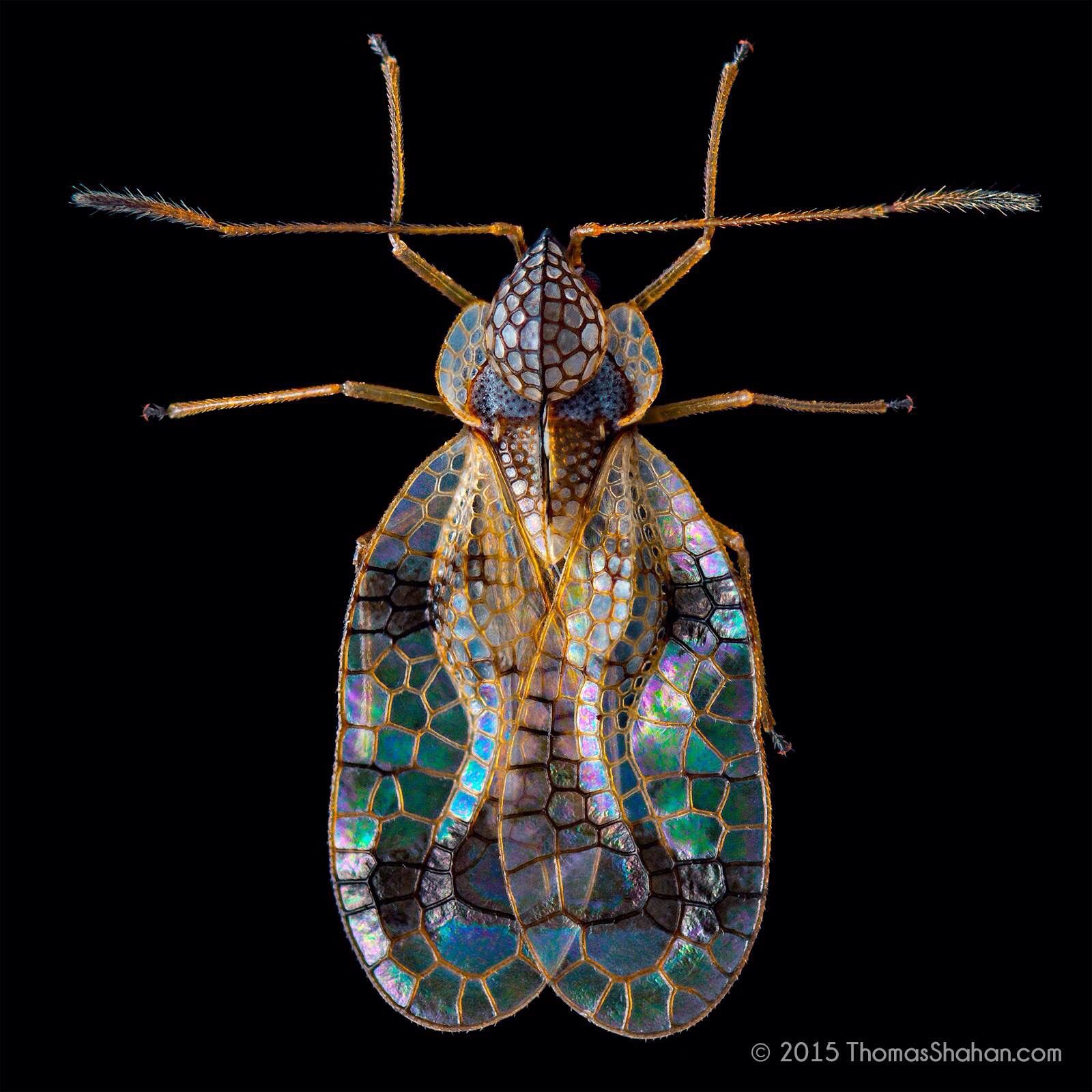 Tingidae