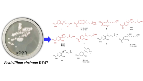 Penicillium Citrinum