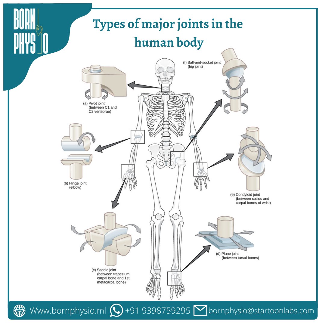 Types Of Synovial Joints Types Of Synovial Joints 3D Scene Mozaik