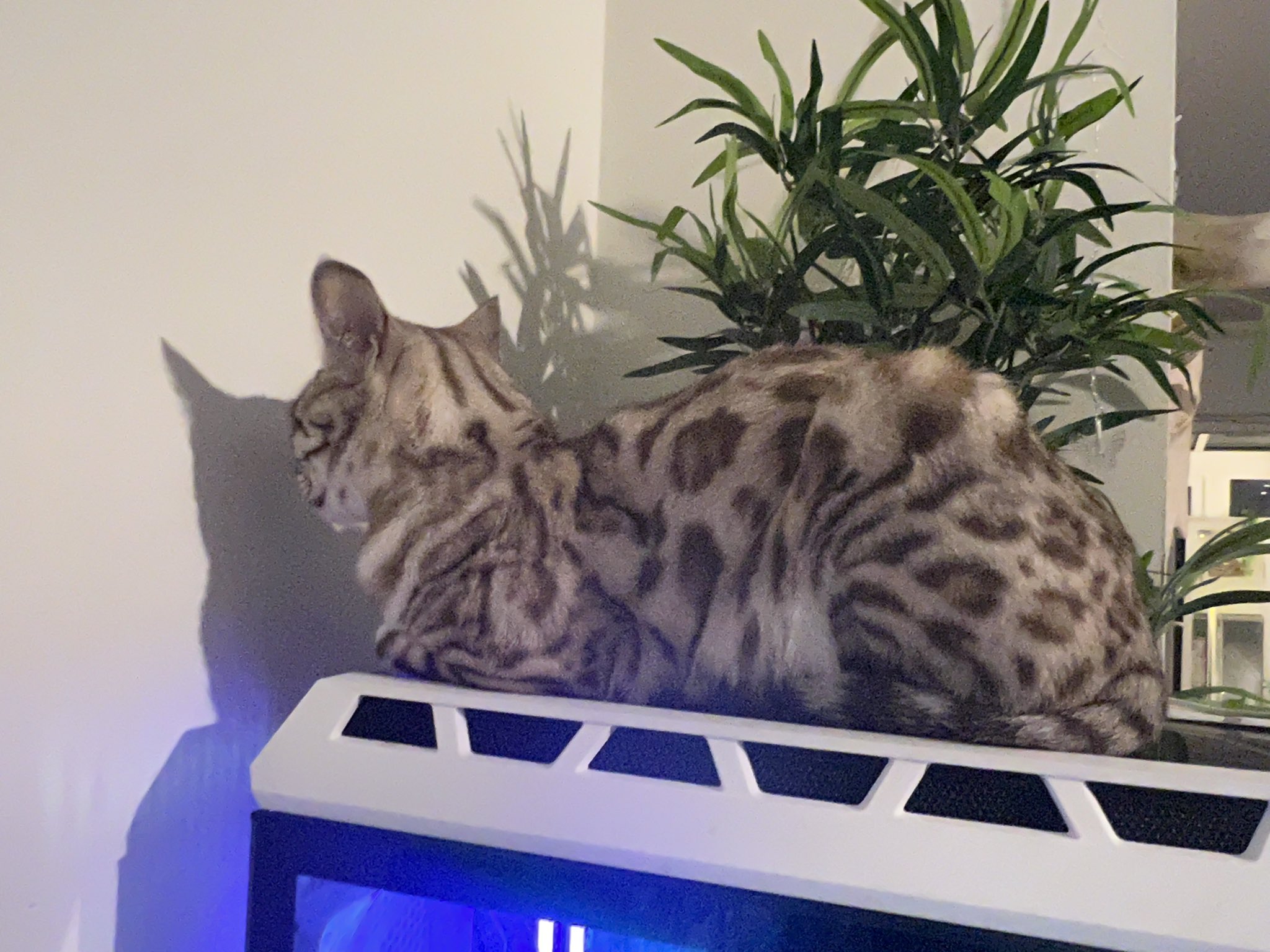 TW Pornstars - 1 pic. Goddess Bellajynx 𓆩♡𓆪. Twitter. I think my cat is ...