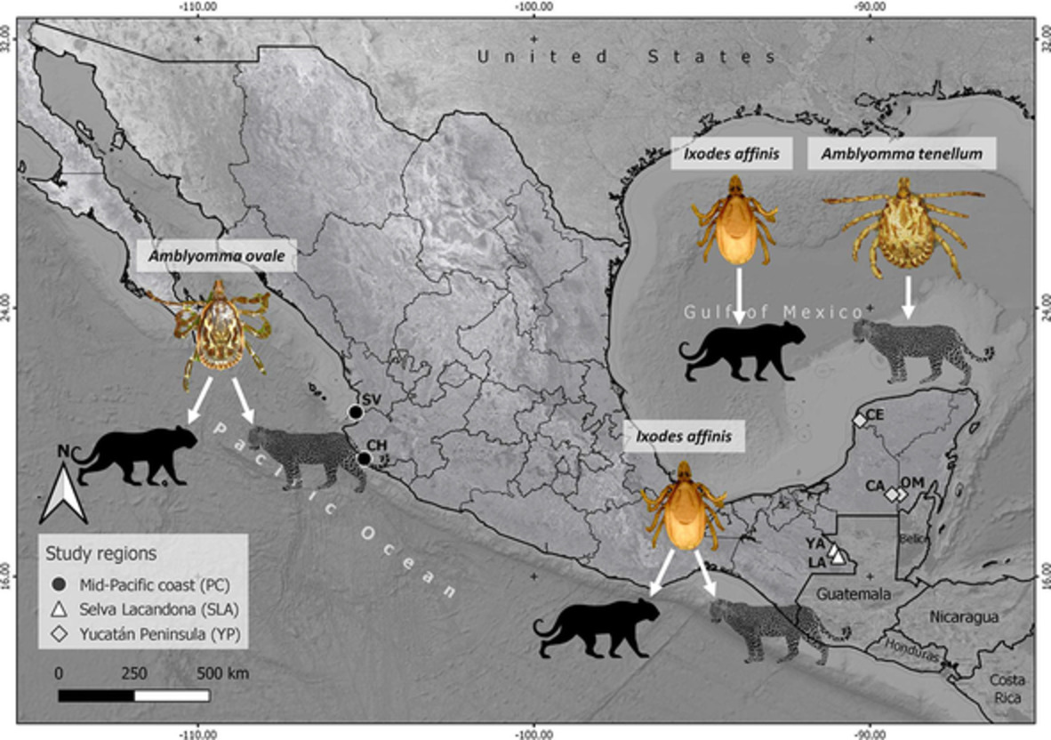 Animal Puma Map