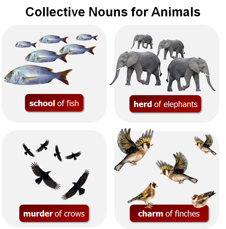Collective Nouns For Animals