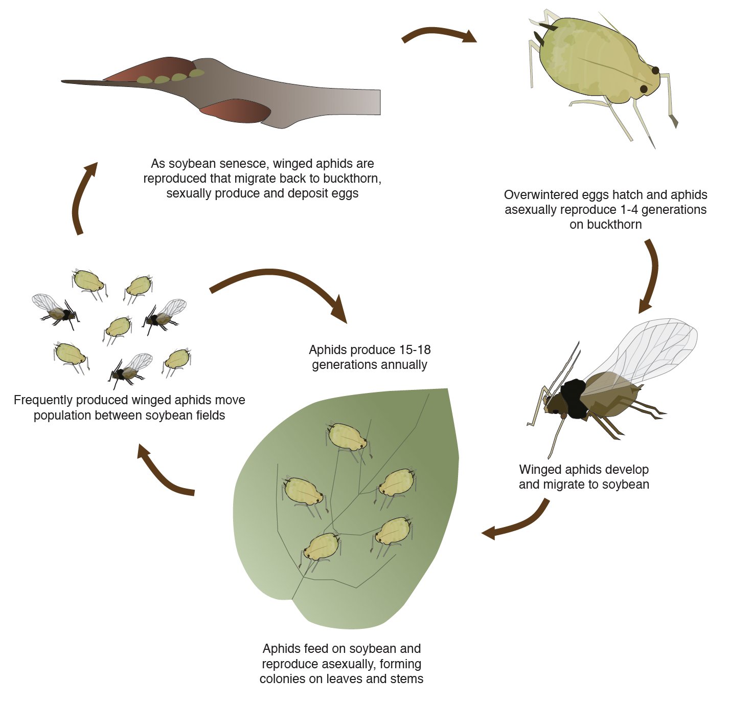 Aphid Life Cycle