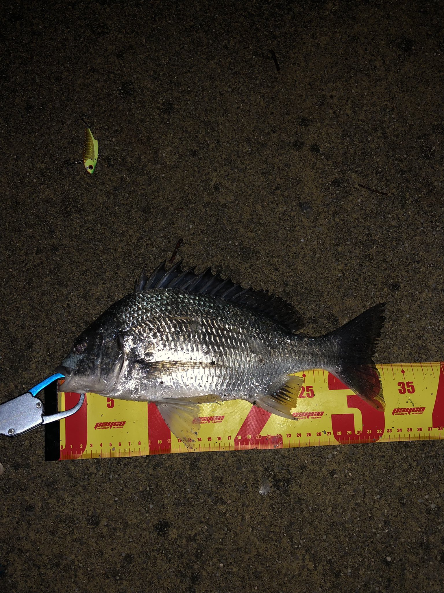 HIRO on Twitter: "久しぶりにチヌ釣れました😊 https://t.co/49Ce8R7gxu" / Twitter