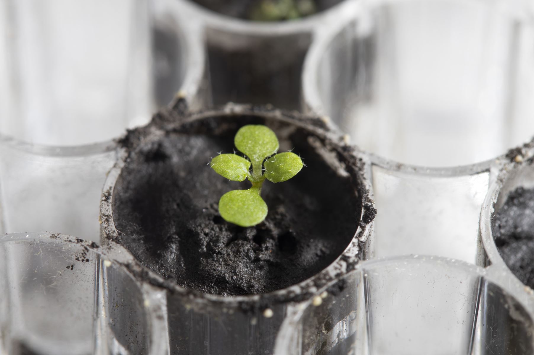 NASA Space Science on Twitter: "BIG NEWS: Researchers grew plants in ...