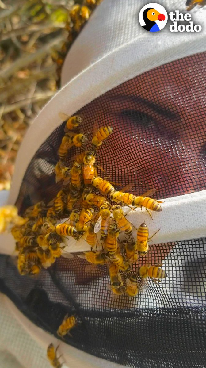 alexander sims on Twitter: "RT @dodo: This guy found his passion when a swarm of bees took over ...