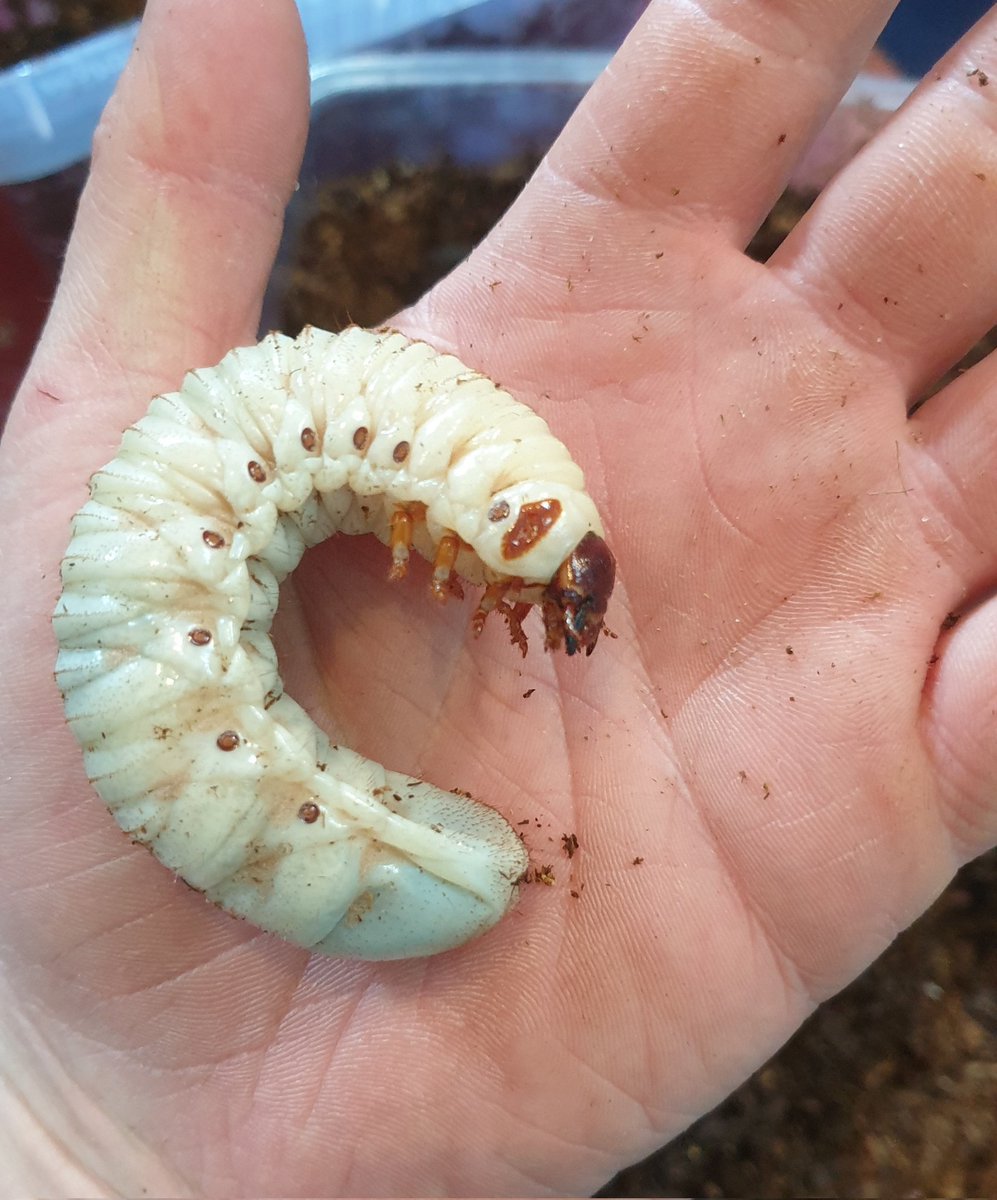 Giant Hercules Beetle Larvae