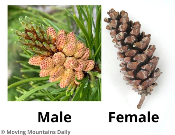Female Pine Cones Female Pine Cones