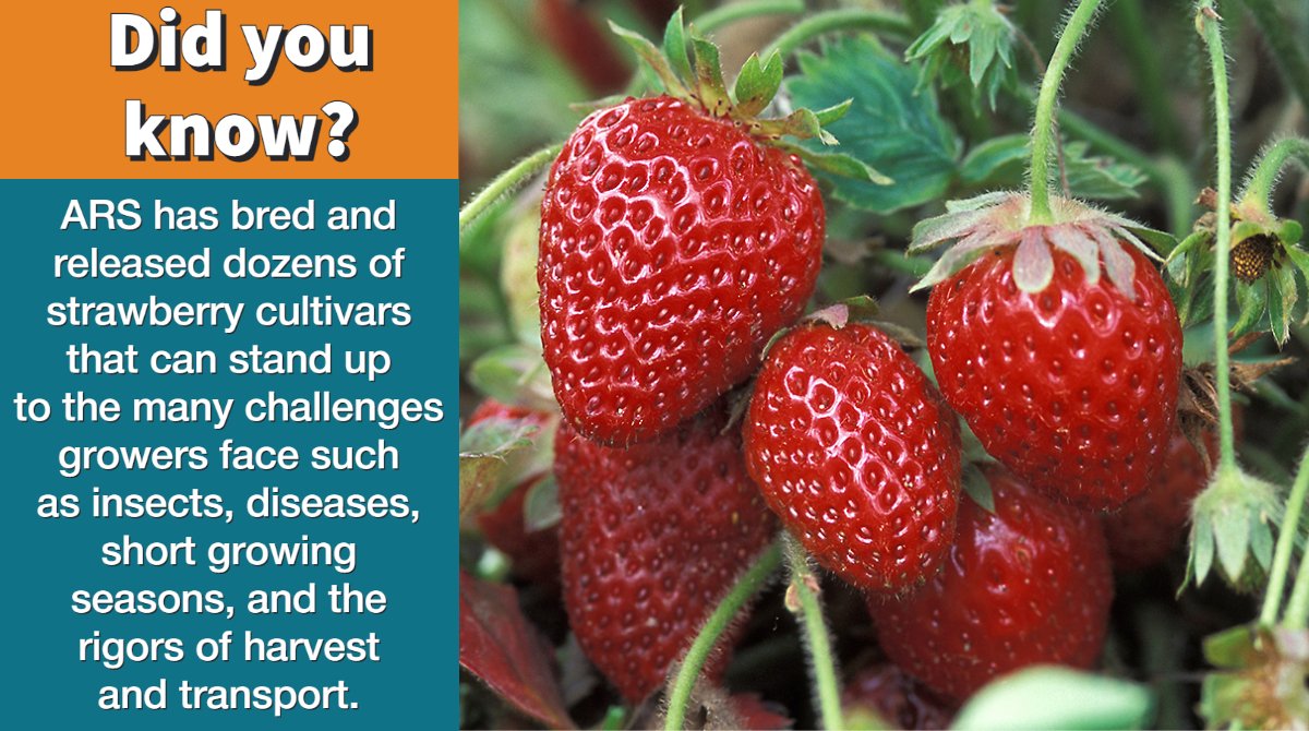 Agricultural Research Service on Twitter: "Strawberries are a healthy ...
