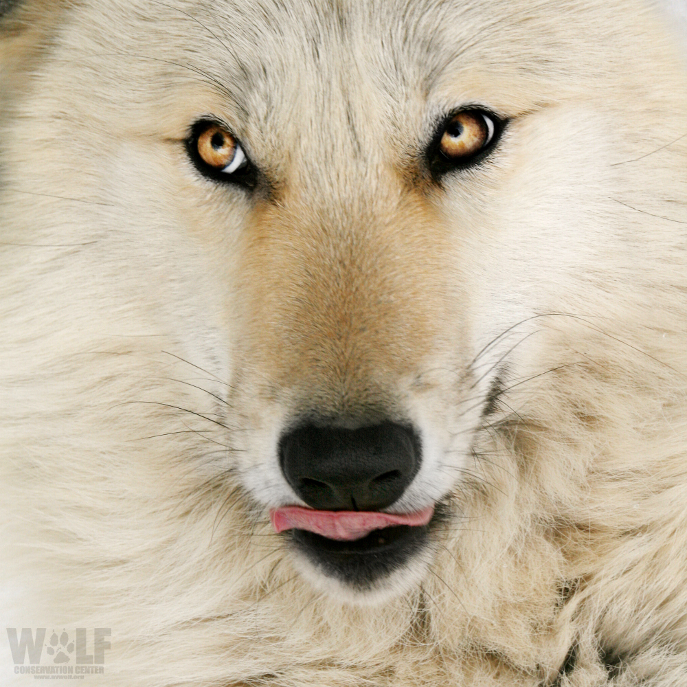 White Wolf With Gold Eyes