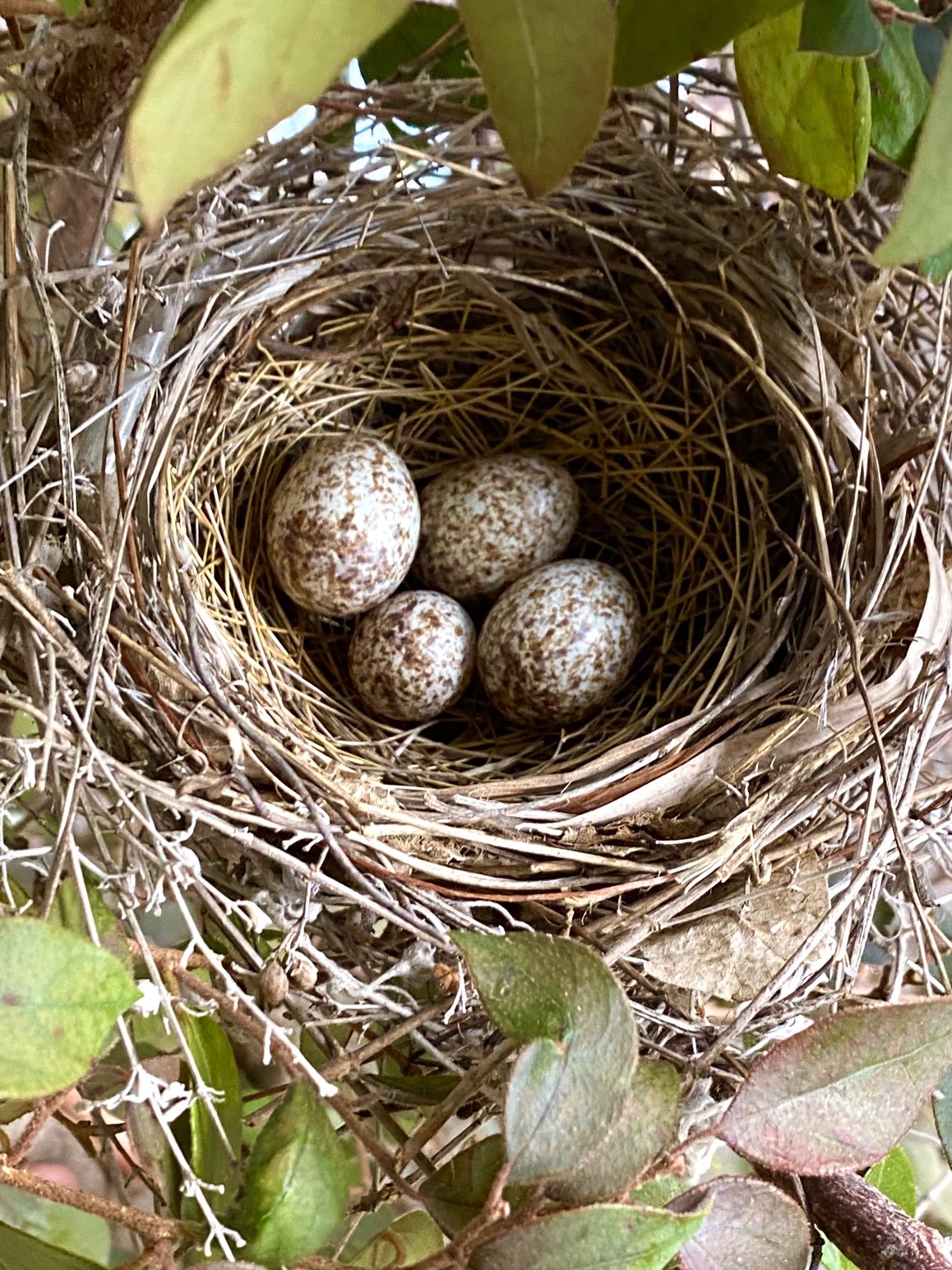 Cardinal Building Nest