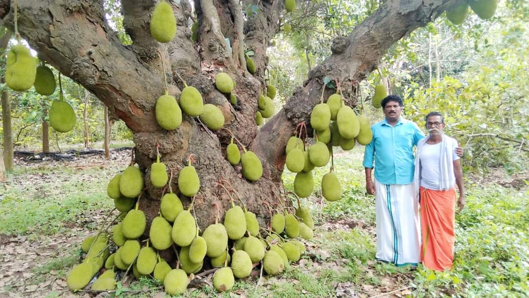 Jackfruit Tree Kerala