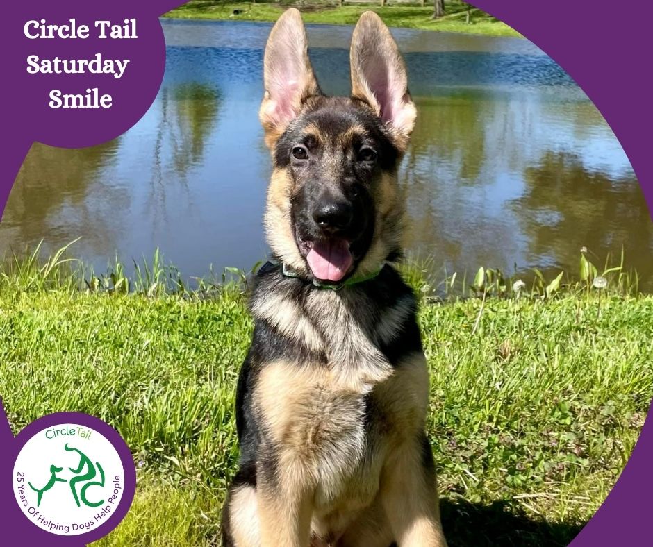 Why Do German Shepherds Circle