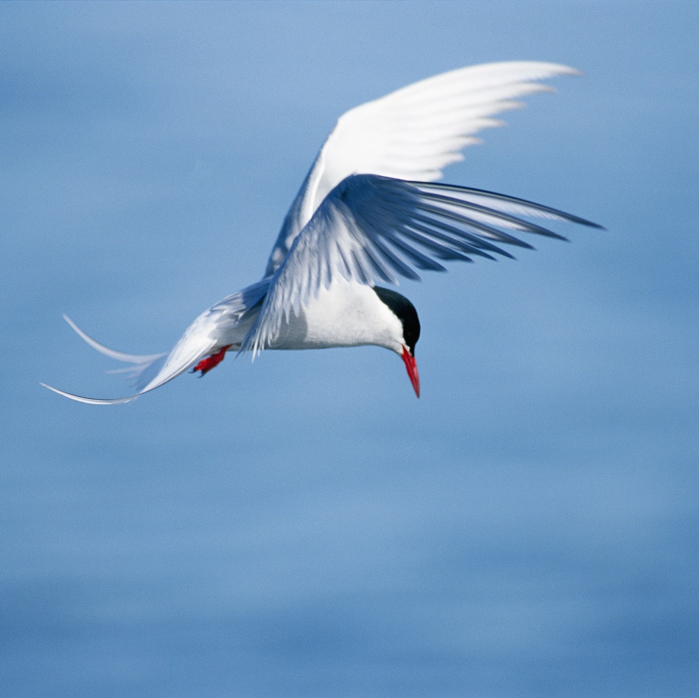 Arctic Tern Wallpaper