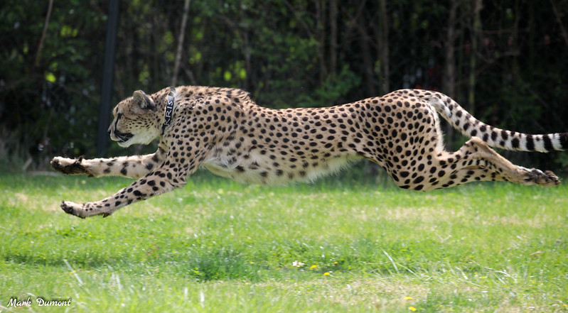 Cheetah Pictures Running