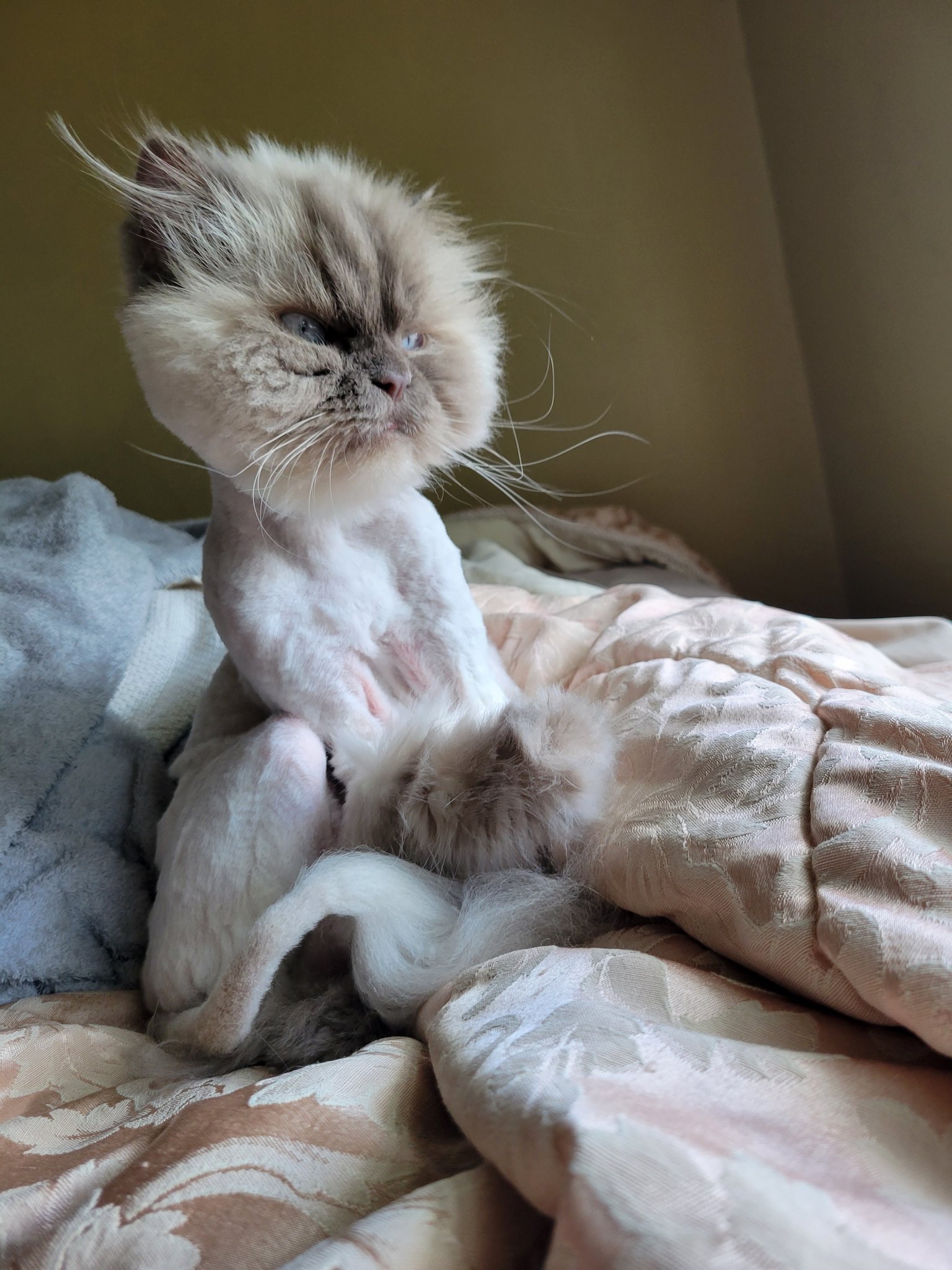 Emily Reed (EmReedCodes@) / Twitter