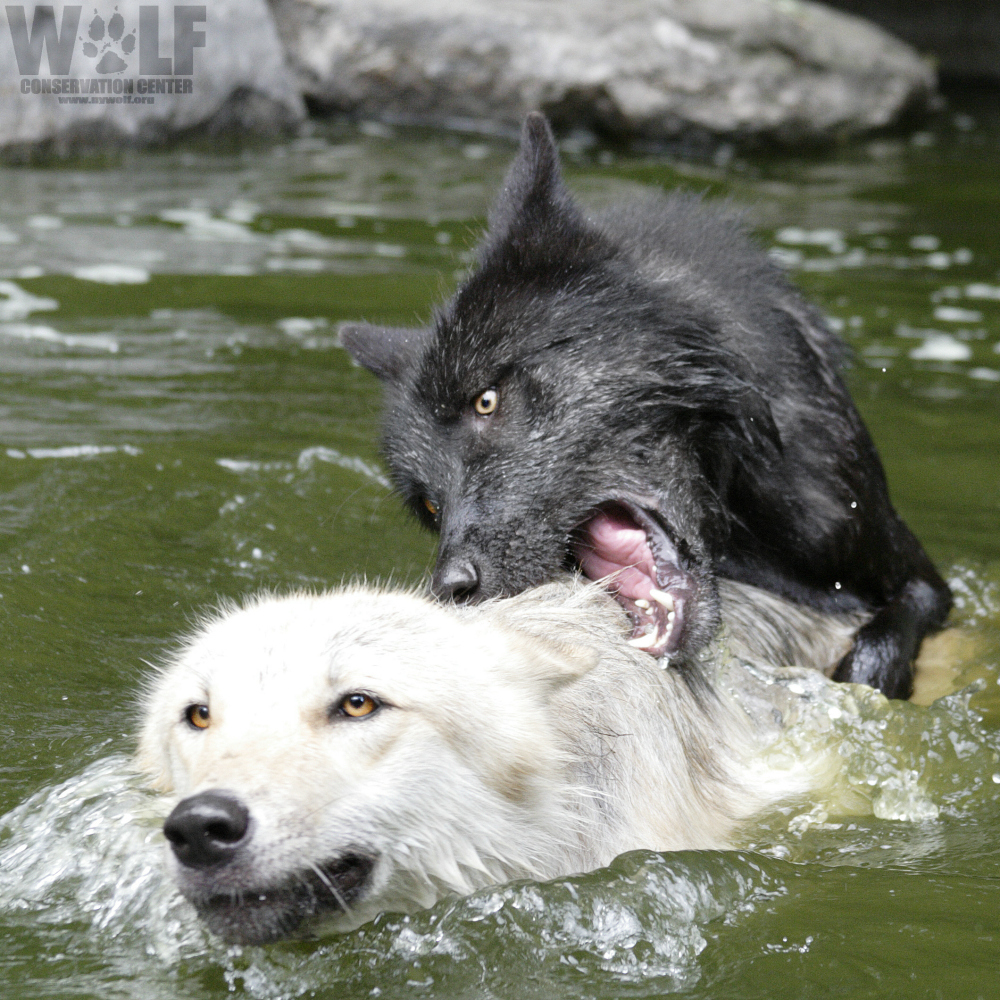 White Wolf And Black Wolf Mates