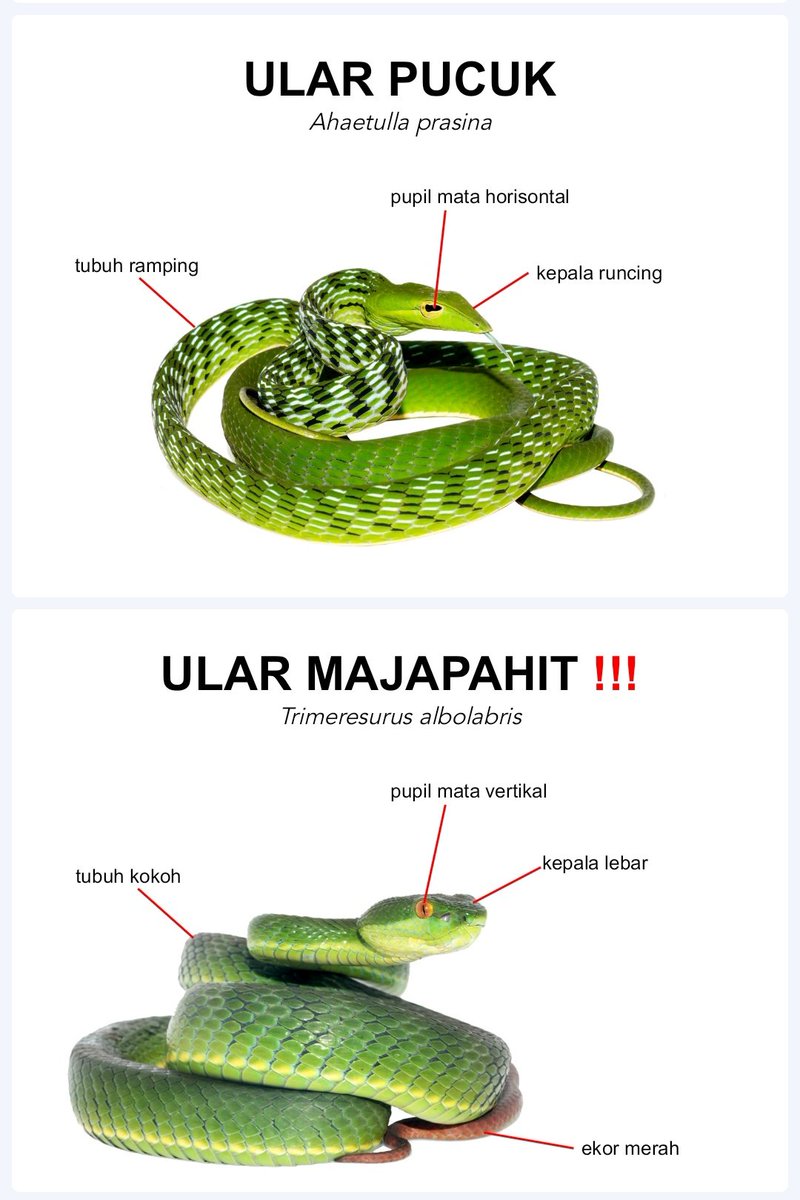 Karena lg heboh penemuan ular di perumahan. Baru inget sempet sama ...