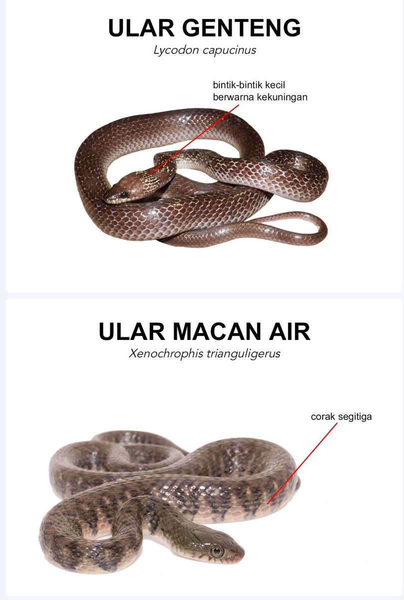 Karena lg heboh penemuan ular di perumahan. Baru inget sempet sama ...