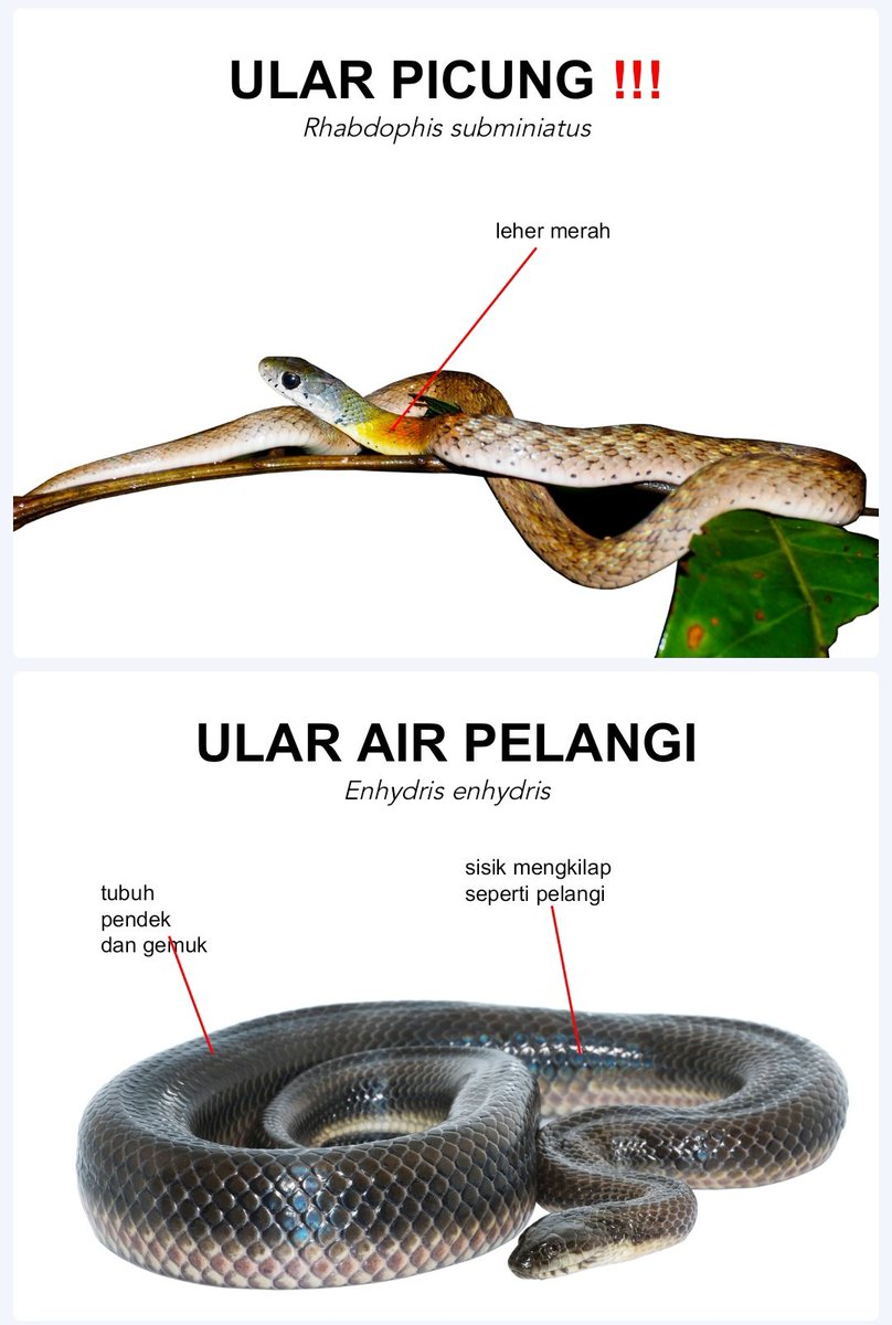 Karena lg heboh penemuan ular di perumahan. Baru inget sempet sama ...