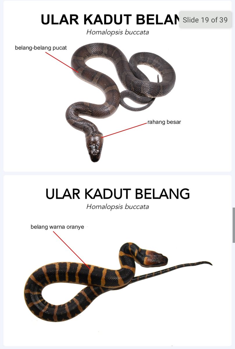 Karena lg heboh penemuan ular di perumahan. Baru inget sempet sama ...