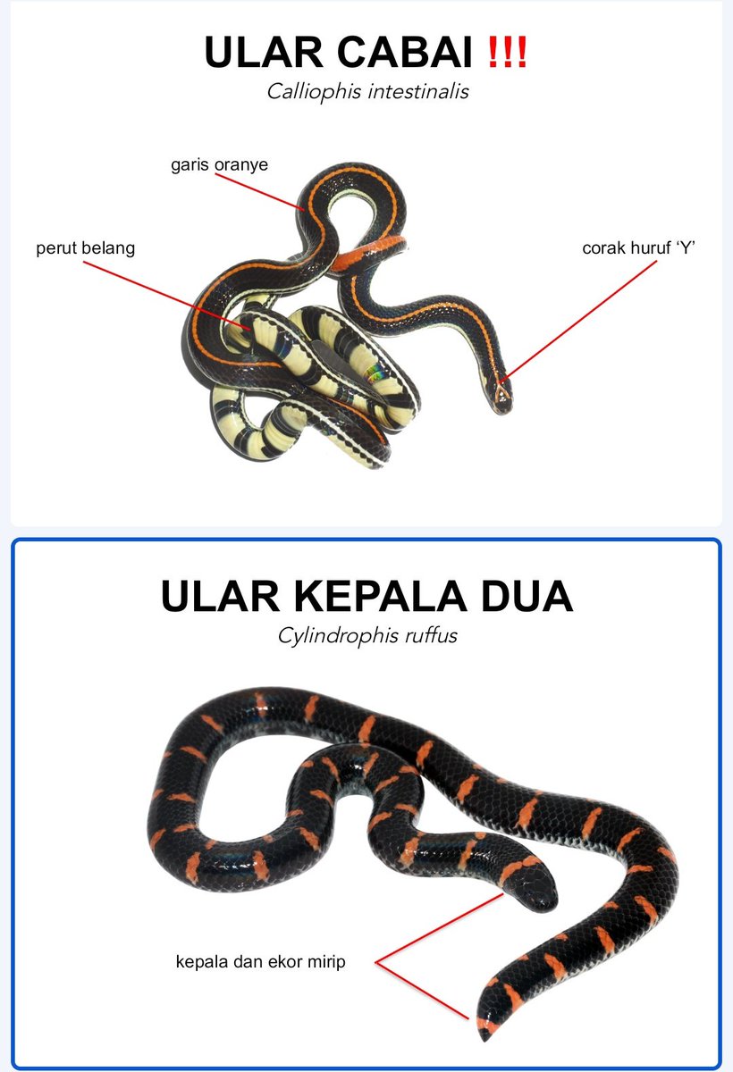 Karena lg heboh penemuan ular di perumahan. Baru inget sempet sama ...