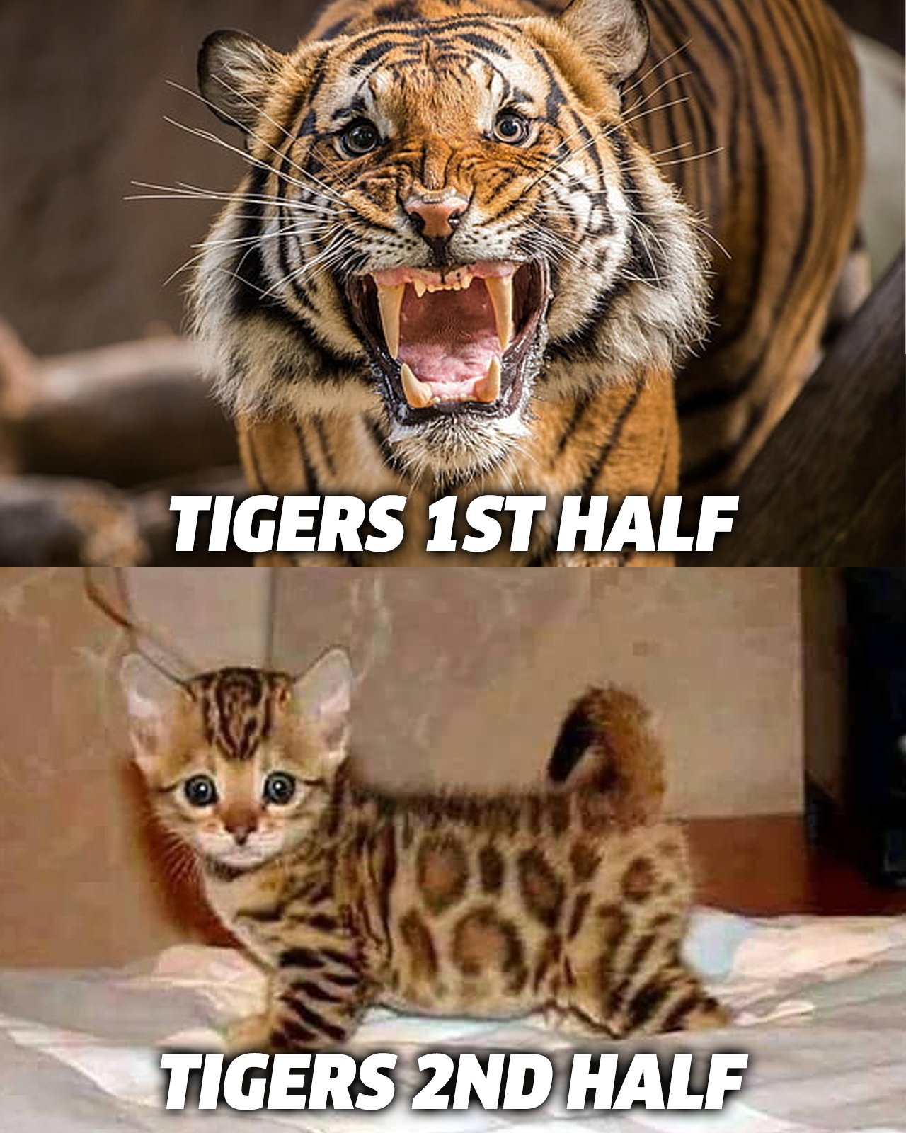 Nrl Tiger Memes NRL Raiders V Tigers / NRLW Raiders V Tigers GIO