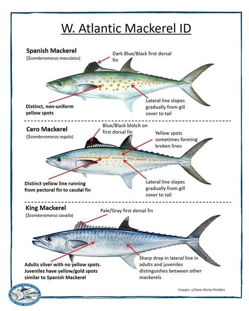 King Mackerel Lateral Line
