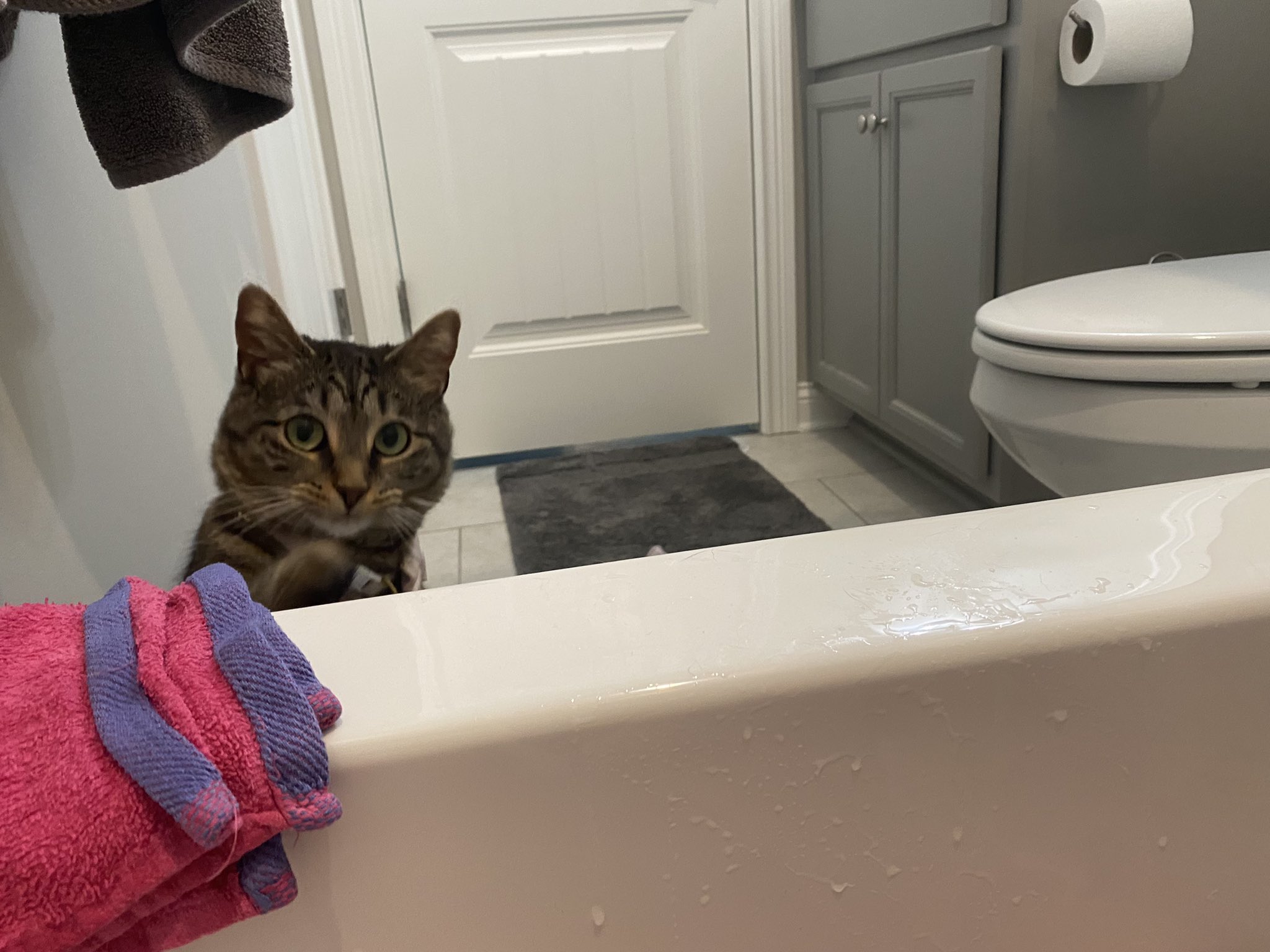 ellie kitty on Twitter: "supar vis mombe baff https://t.co/wXHQIzzzwq" / Twitter