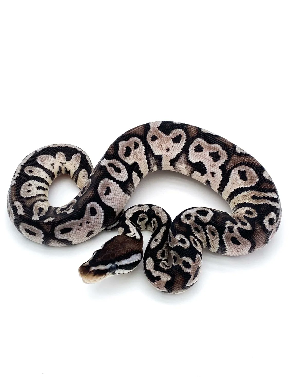 Pastel Axanthic Ball Python