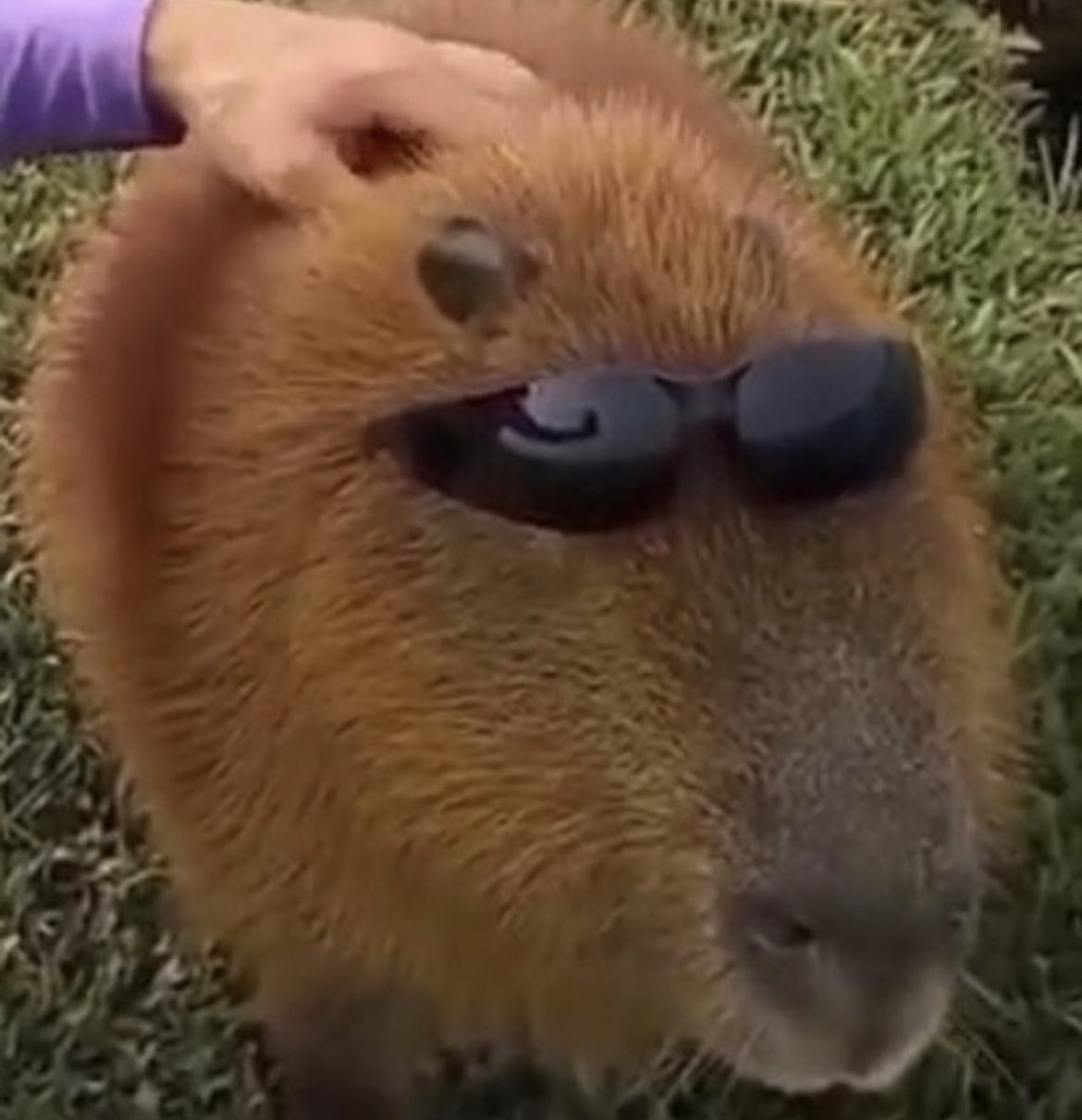 Capybaras on Twitter: "😎 https://t.co/QWVGld0cPF" / Twitter