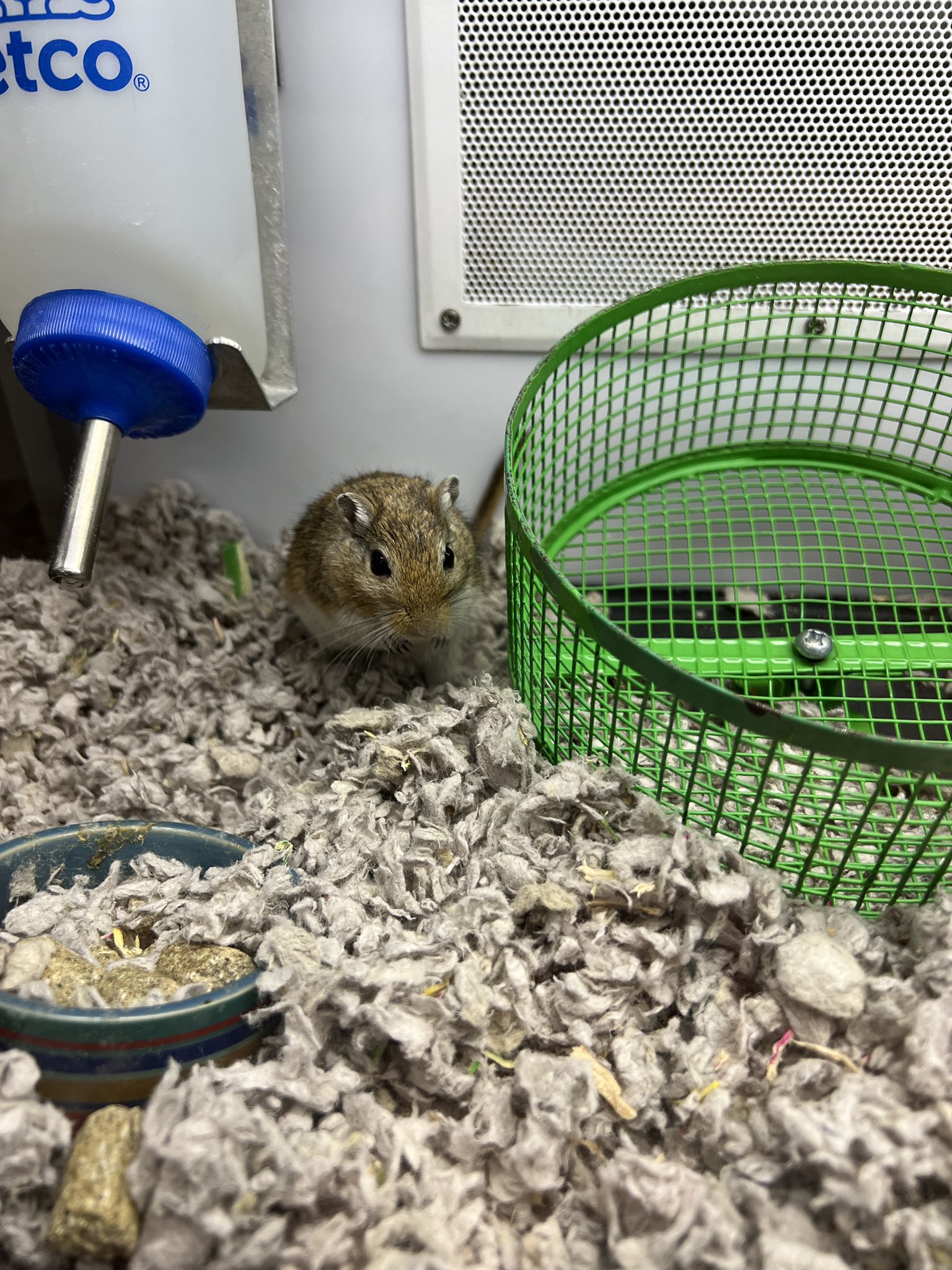 Angry Gerbil