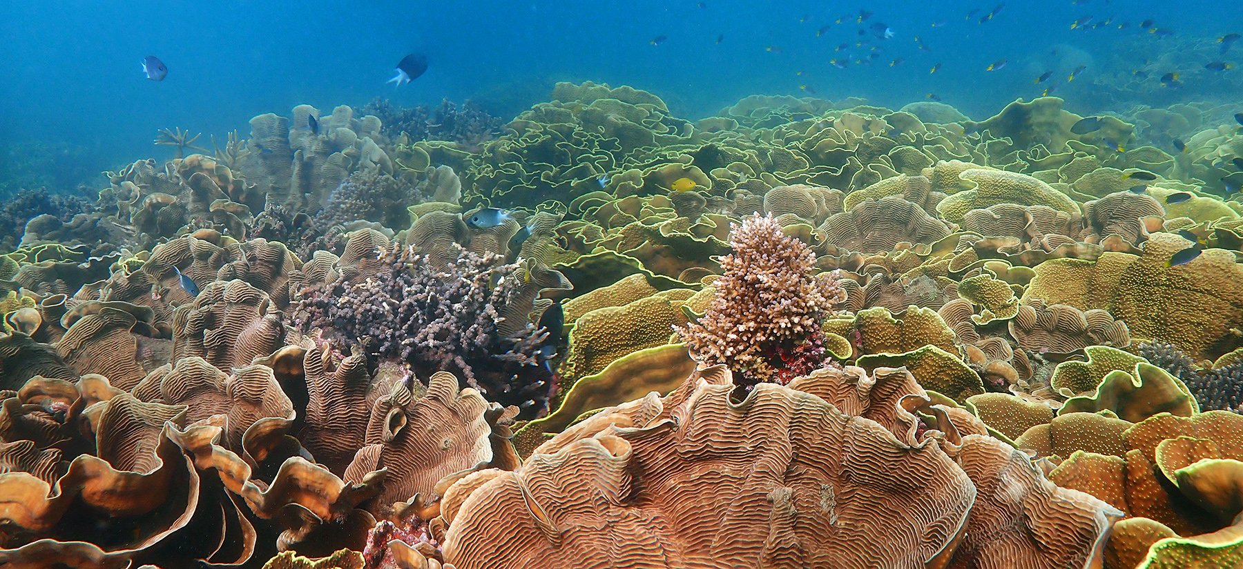 Fringing Reef