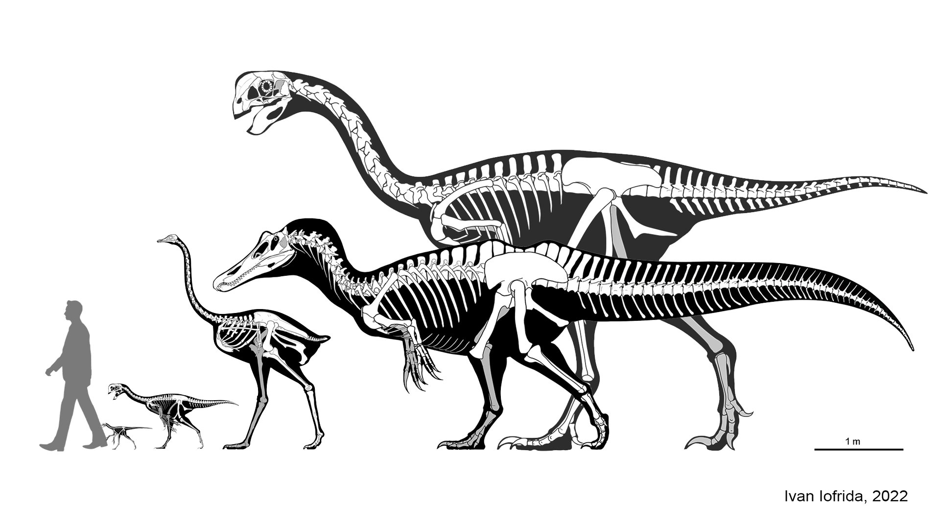 Gigantoraptor Skeleton