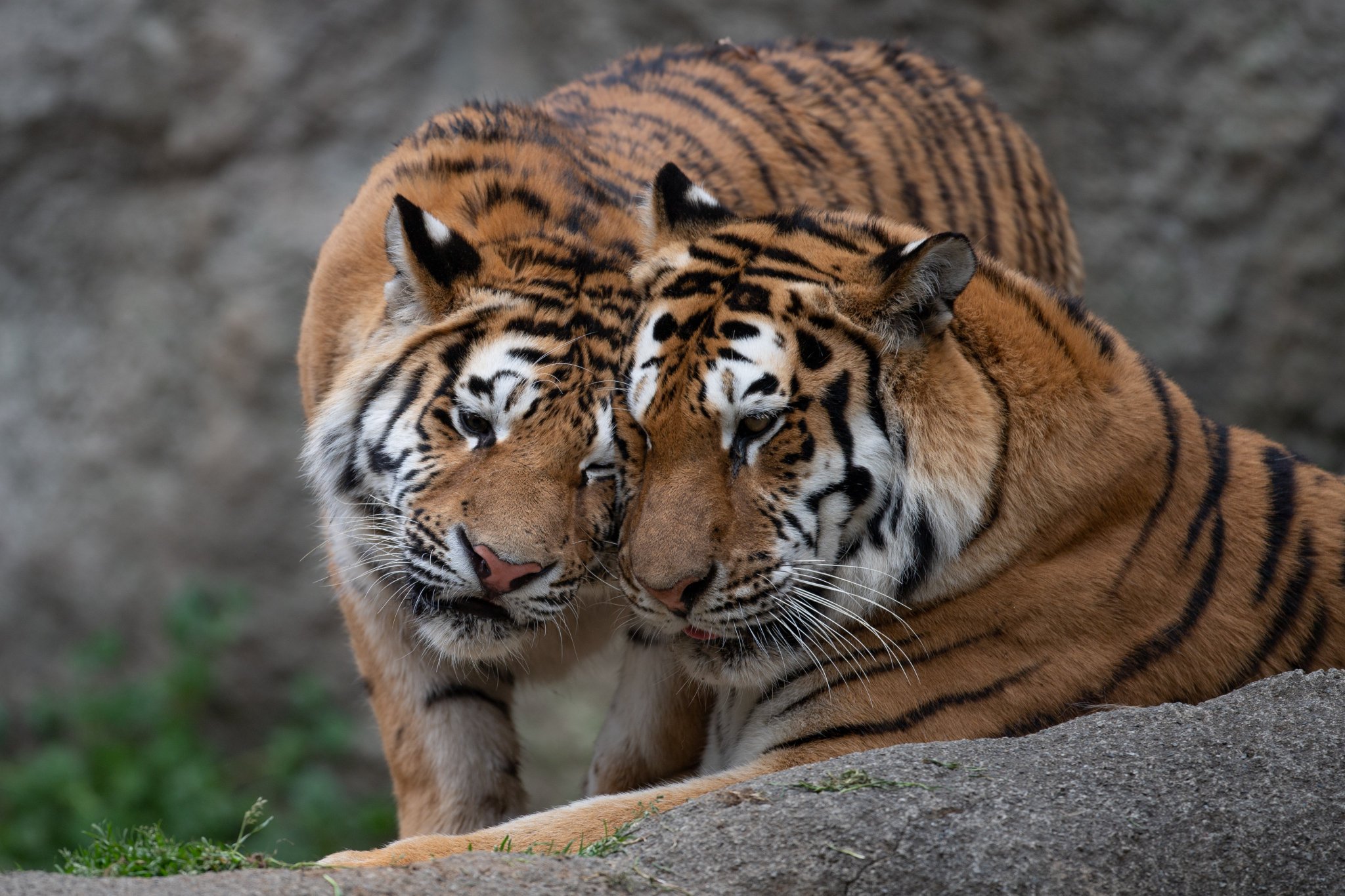 uber_tiger～トラネコとライオンネコ～ on Twitter: "アースとローラ #浜松市動物園 #アムールトラ https://t.co/KBBjx78TKi" / Twitter