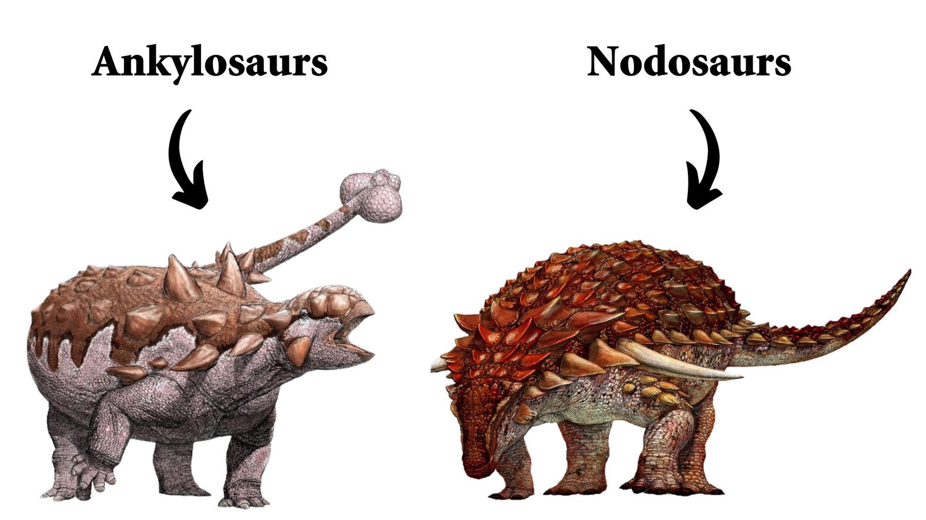 Triceratops Vs Ankylosaurus