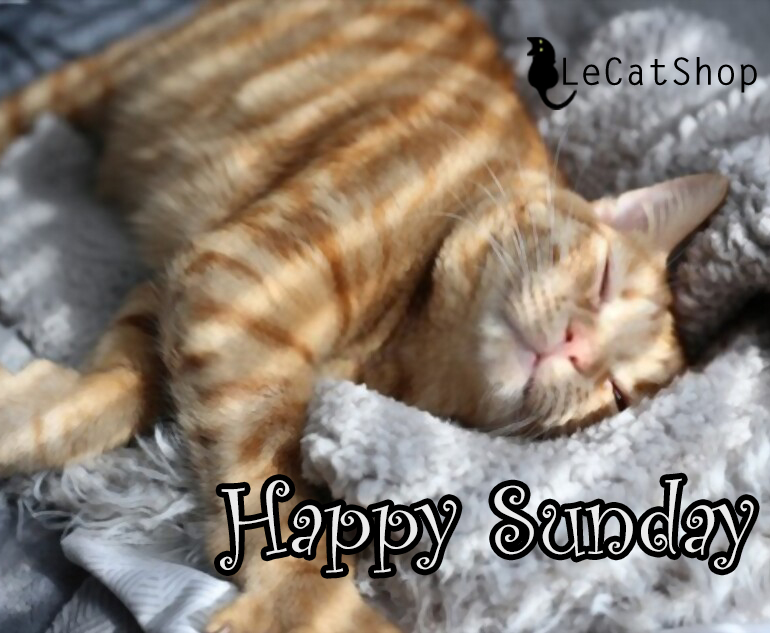 Happy Sunday Cat